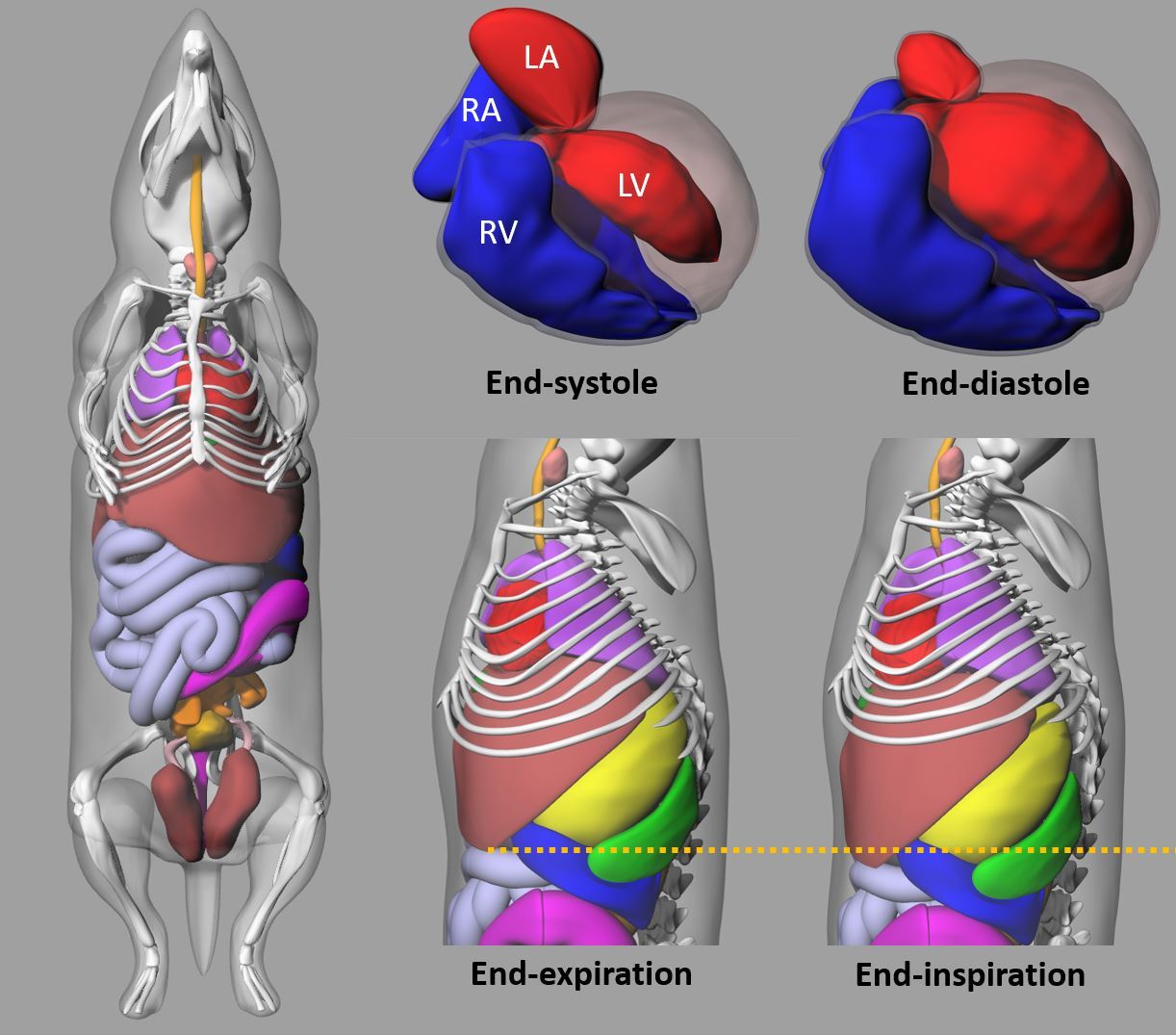 MOBY/ROBY Phantoms - CVIT - Center for Virtual Imaging Trials