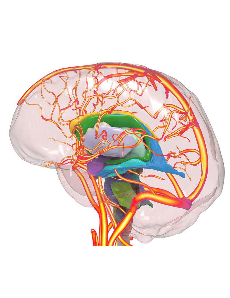 Opportunities - CVIT - Center for Virtual Imaging Trials